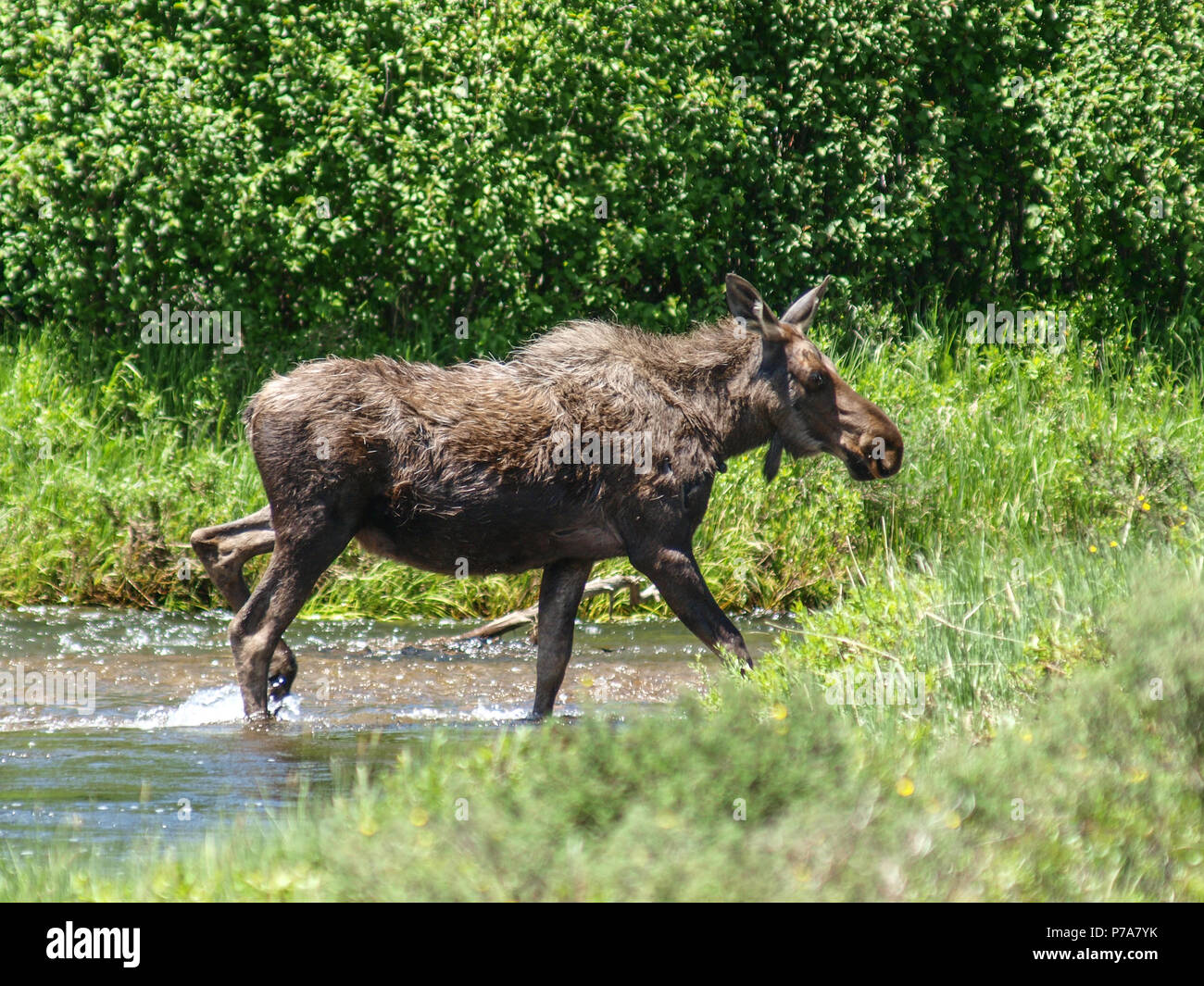 moose female cow single Stock Photo - Alamy