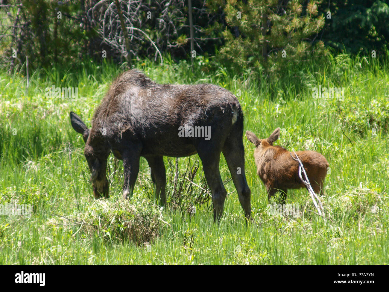 baby moose and mother Stock Photo - Alamy