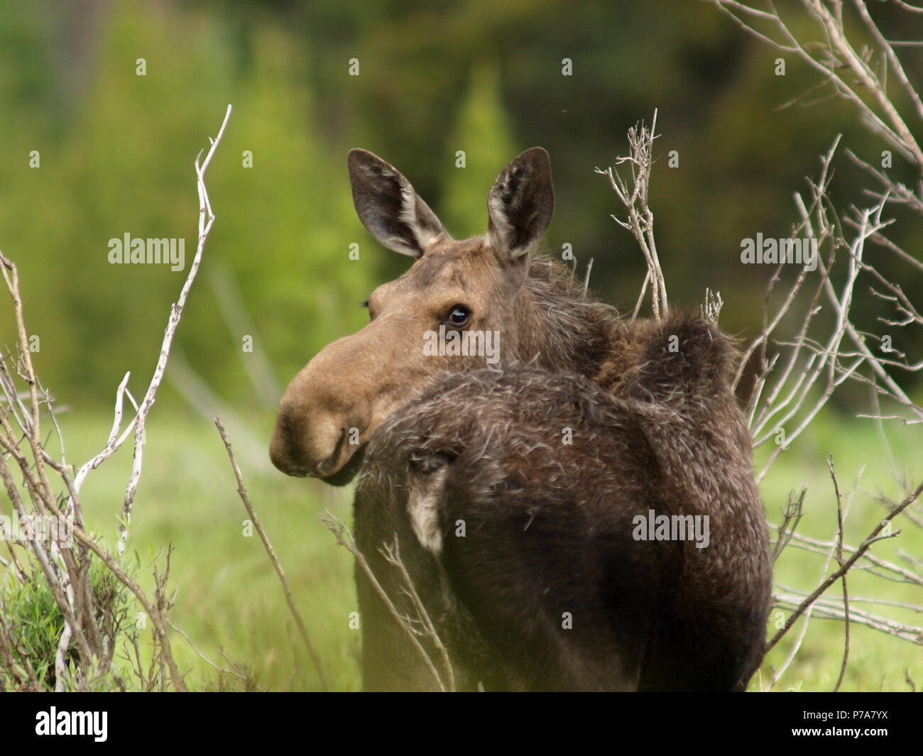 Female moose hi-res stock photography and images - Alamy