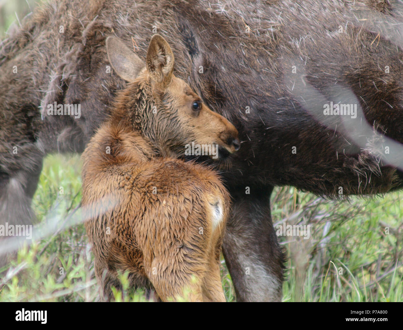 baby moose and mother Stock Photo - Alamy