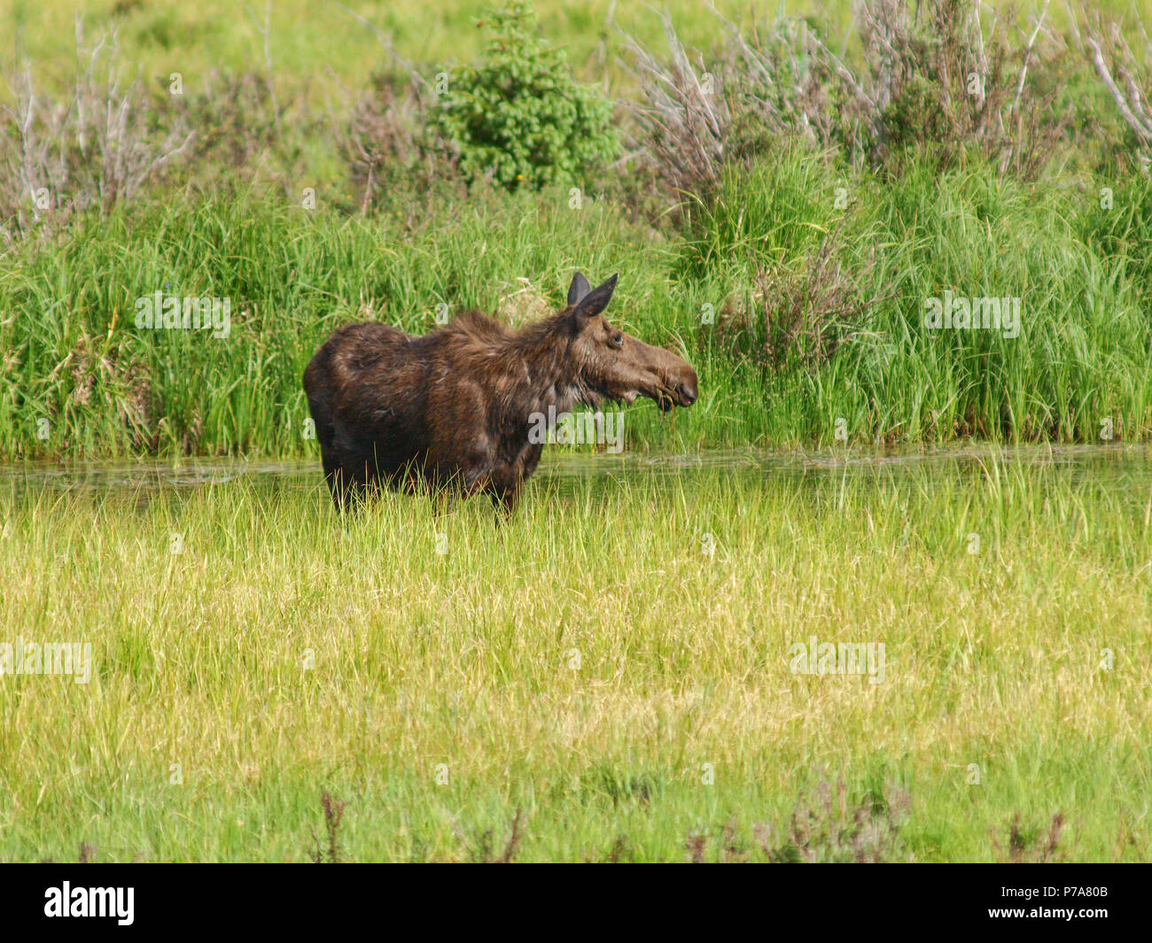 moose female cow single Stock Photo - Alamy
