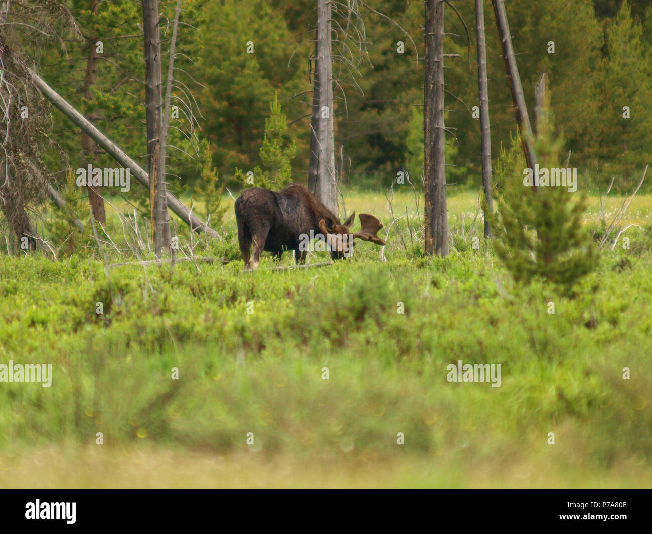 Angry moose hi-res stock photography and images - Alamy