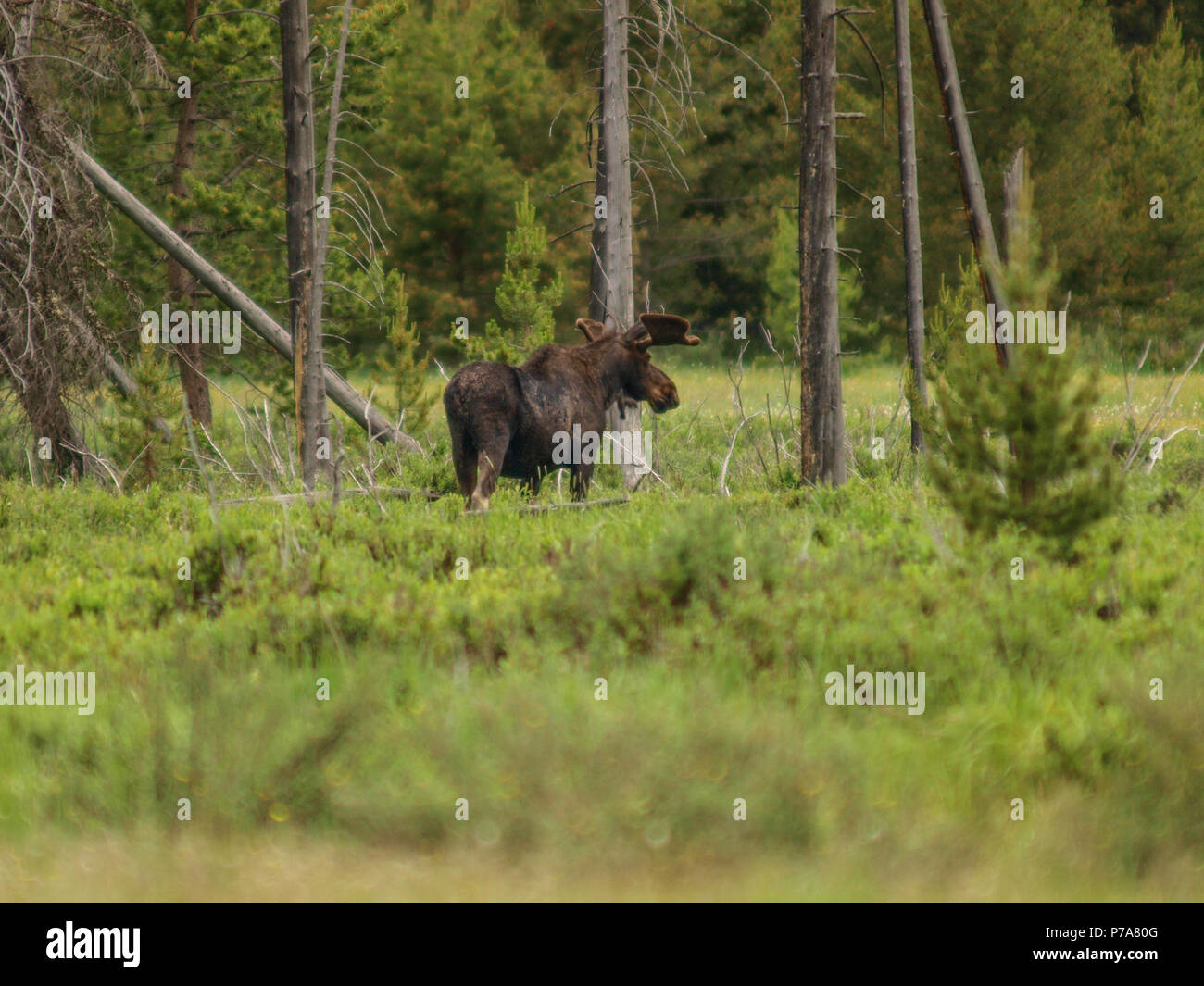 Angry moose hi-res stock photography and images - Alamy