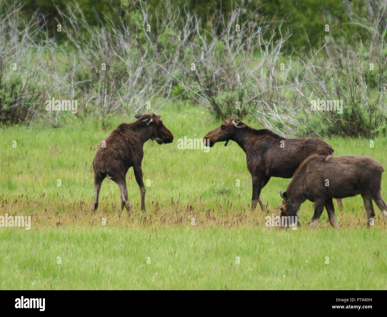 Bull moose fighting hi-res stock photography and images - Alamy