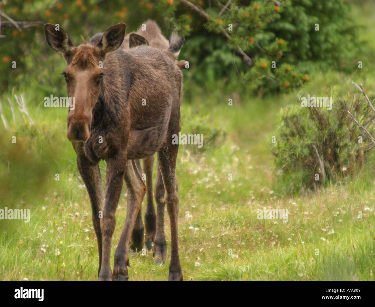 Angry moose hi-res stock photography and images - Alamy