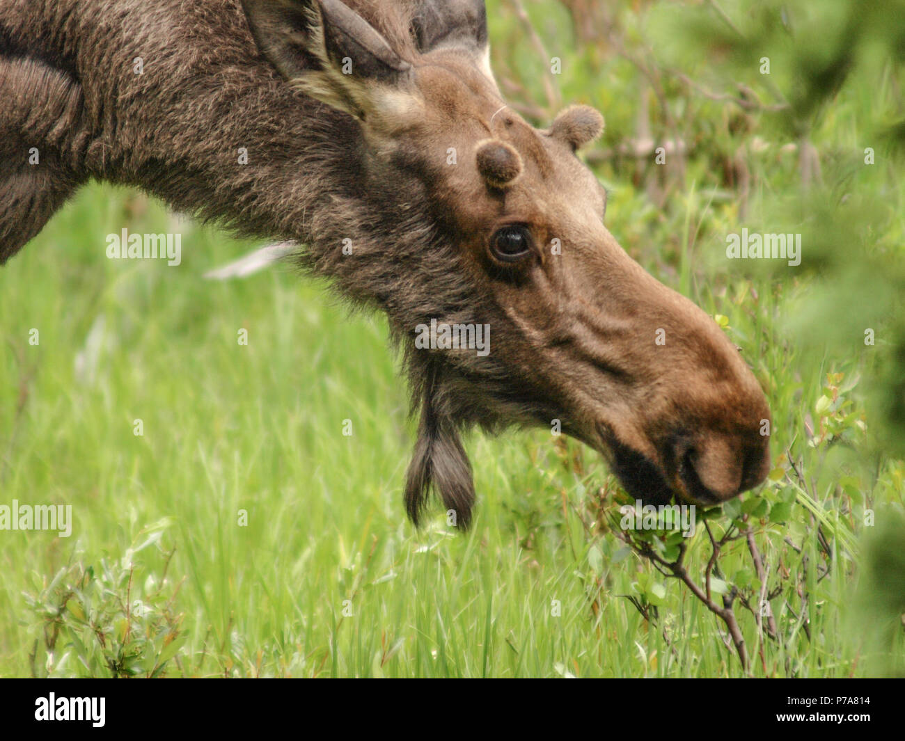 moose female cow single Stock Photo - Alamy