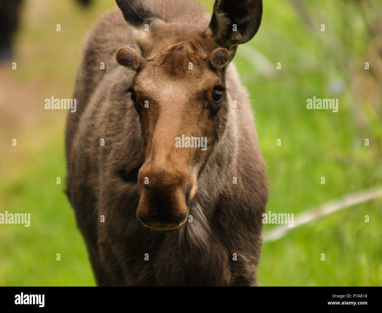 moose female cow single Stock Photo - Alamy
