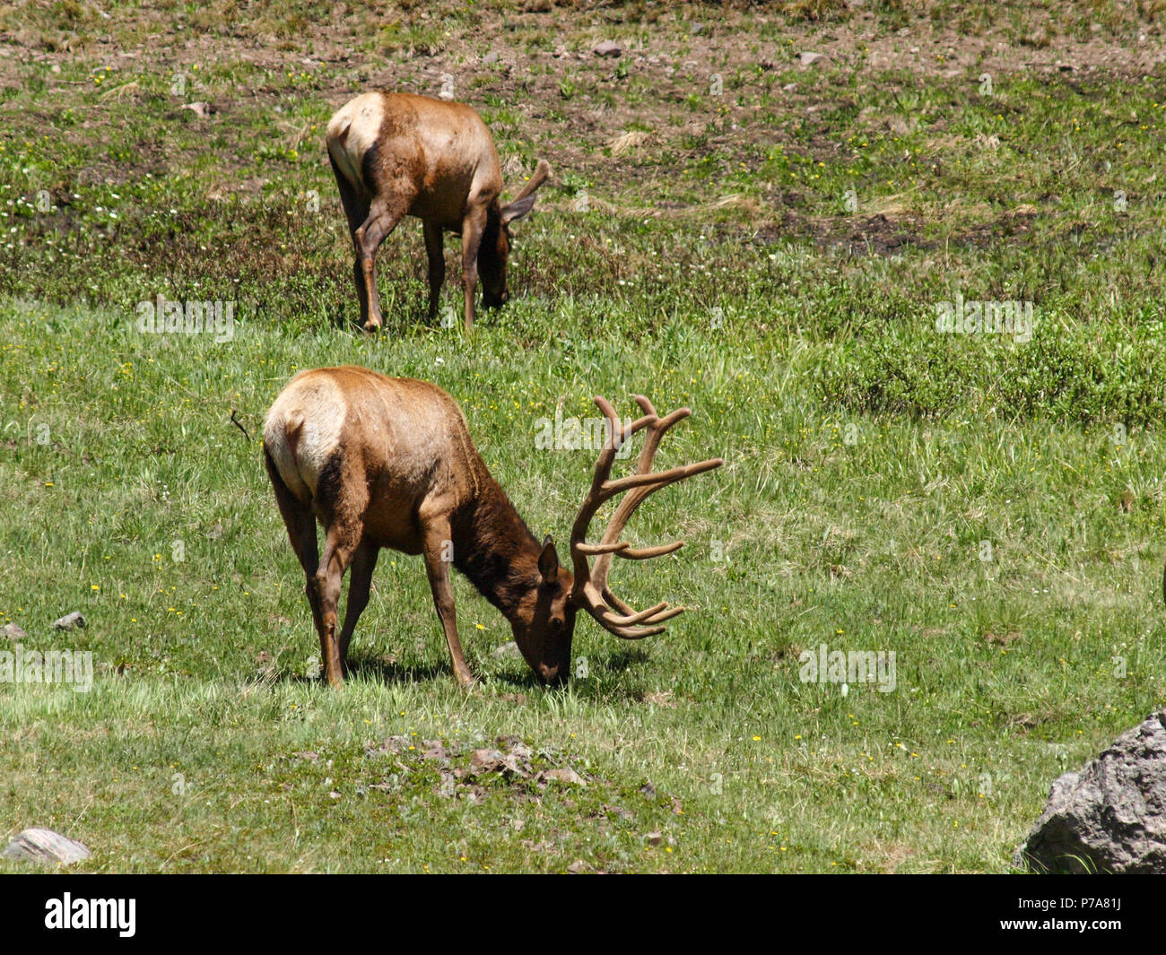 colorado rocky mountain national park elk Stock Photo - Alamy