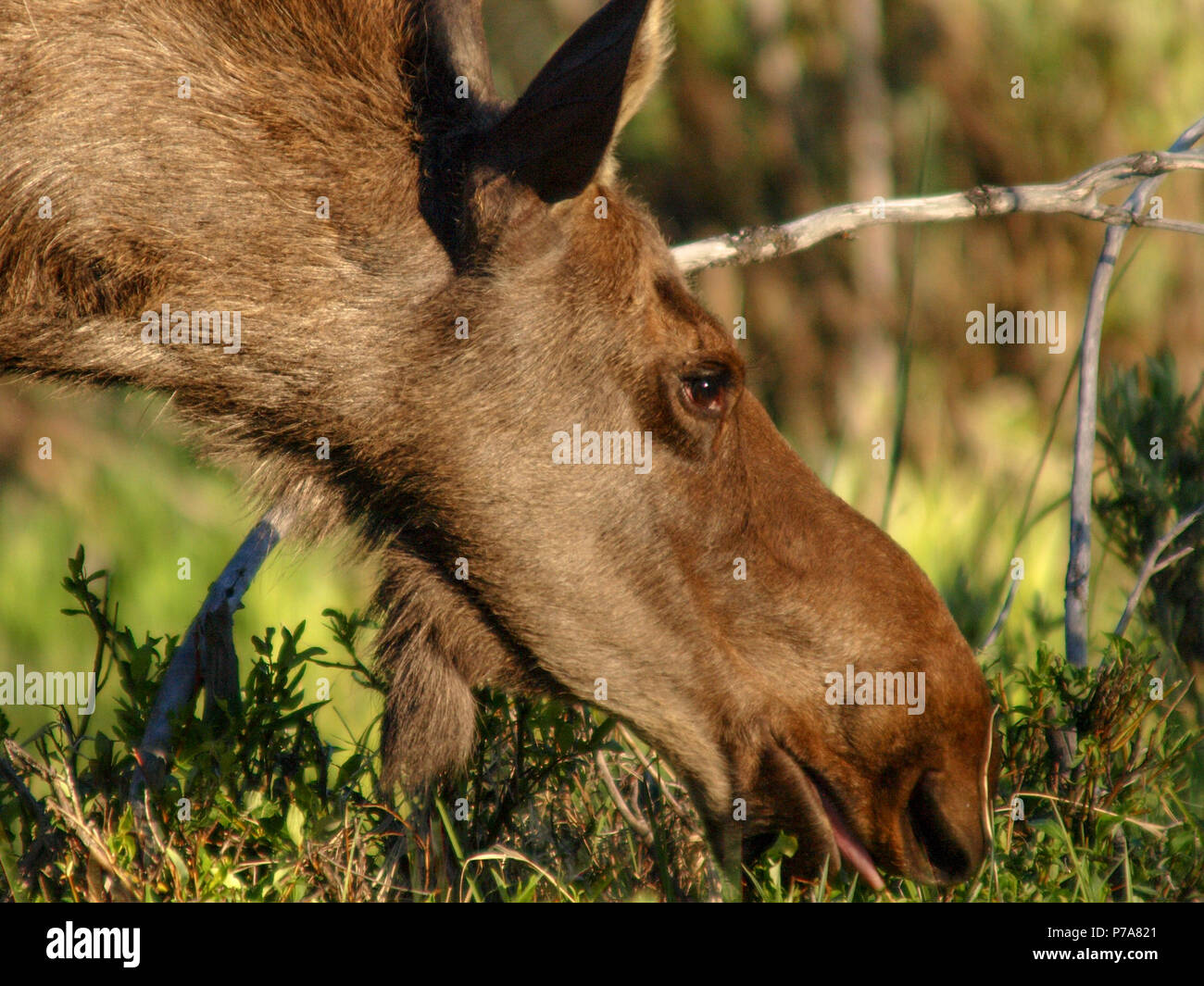 moose baby calf bull feed RMNP Colorado colorado grand lake Stock Photo ...