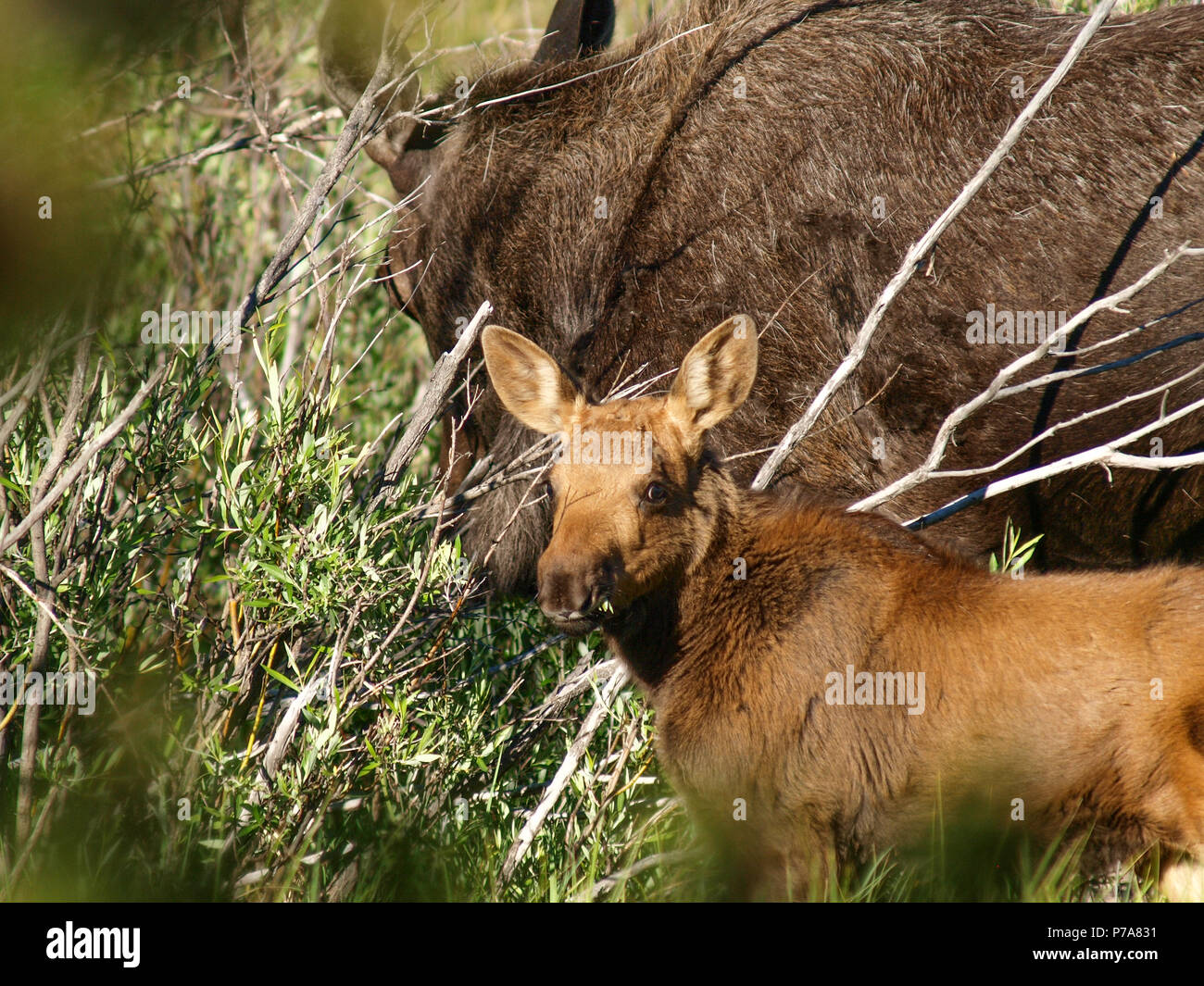 baby moose and mother Stock Photo - Alamy