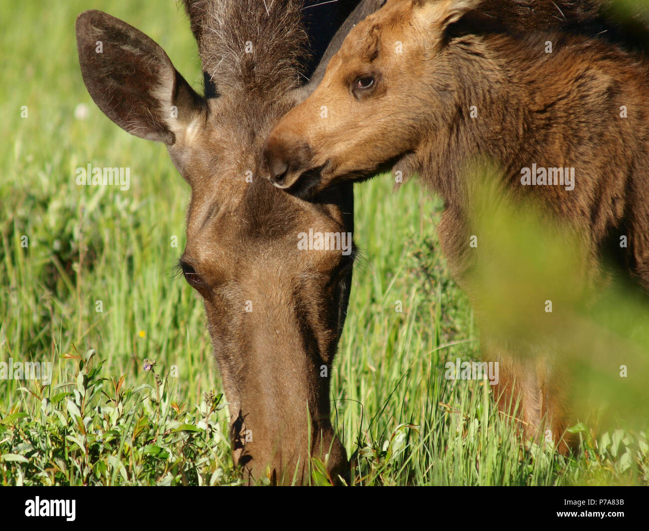 baby moose and mother Stock Photo - Alamy