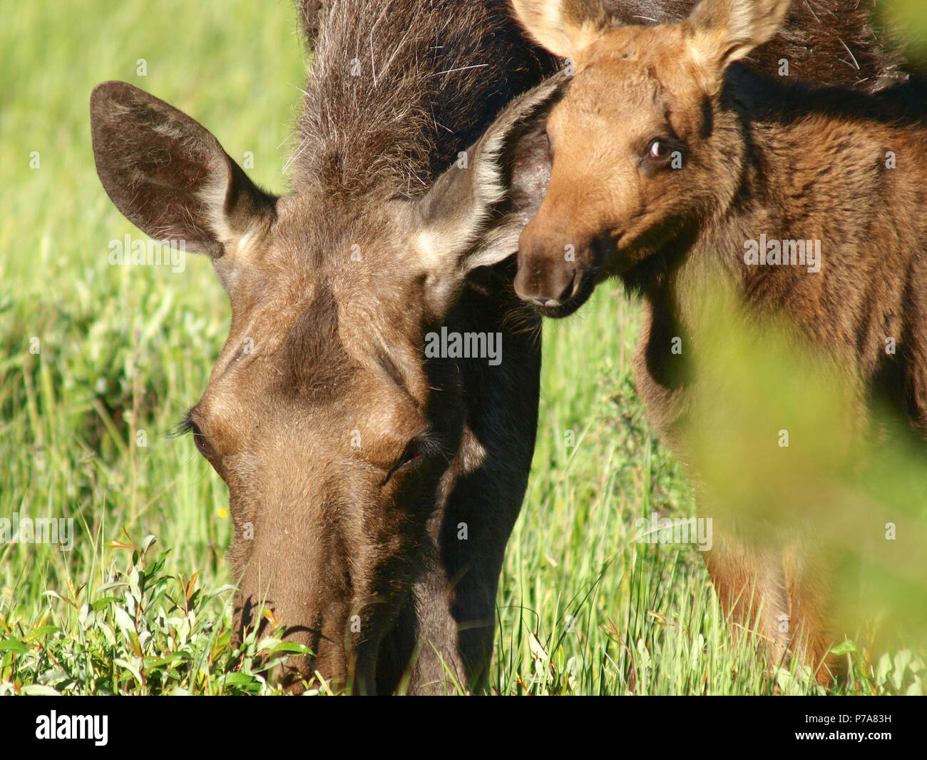 baby moose and mother Stock Photo - Alamy