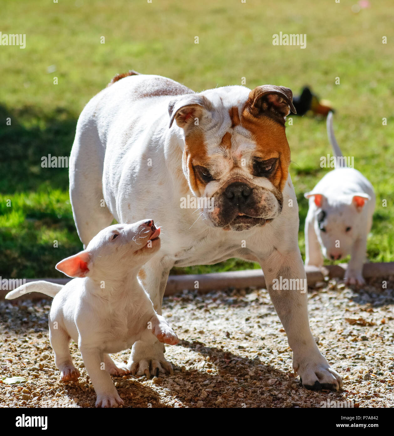 Adult bulldog hi-res stock photography and images - Alamy