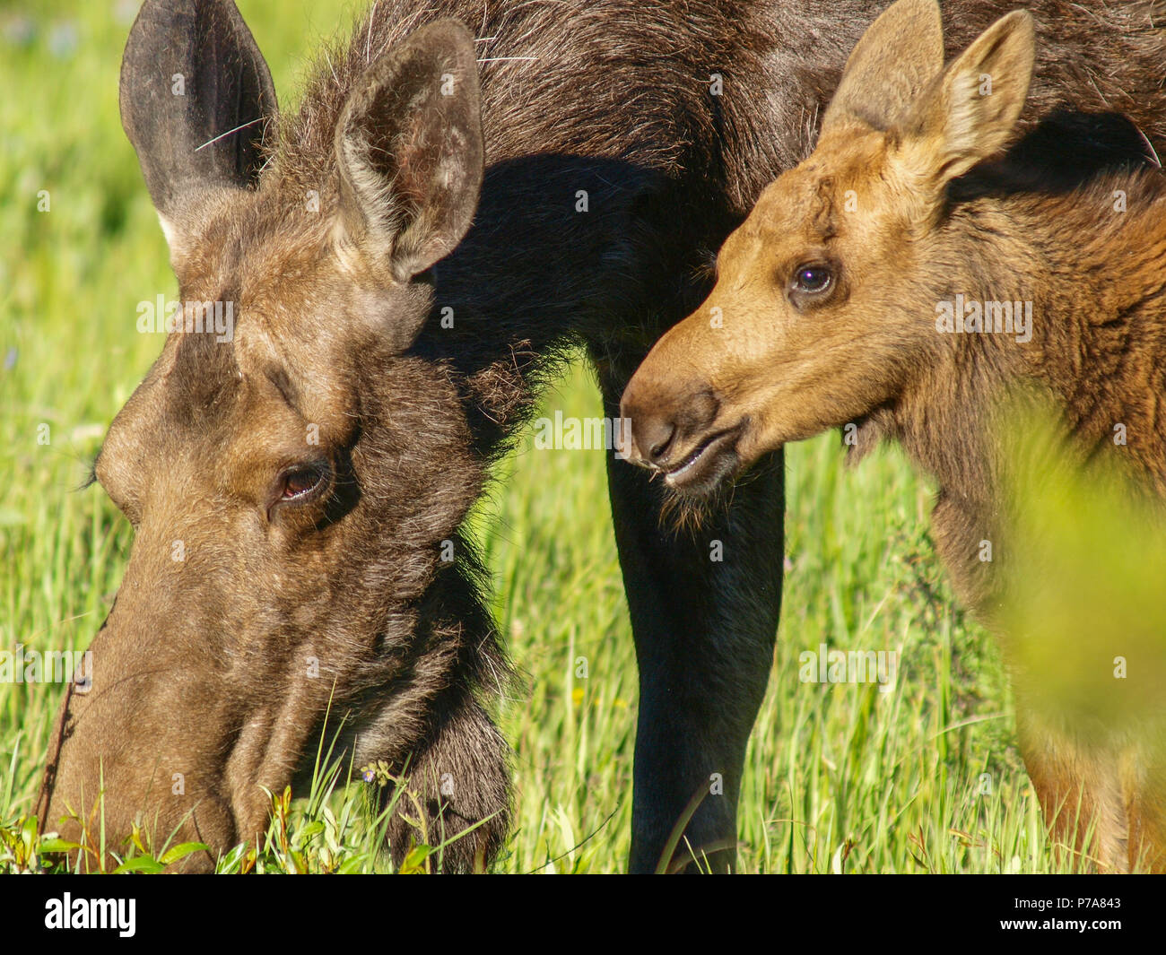 baby moose and mother Stock Photo - Alamy