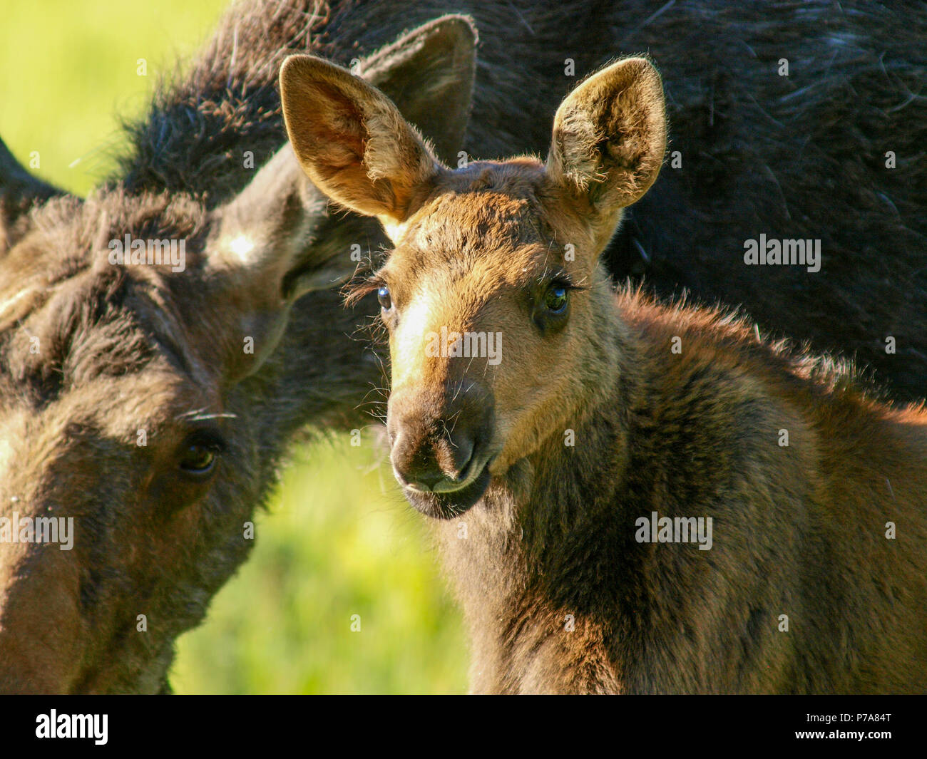 baby moose and mother Stock Photo - Alamy
