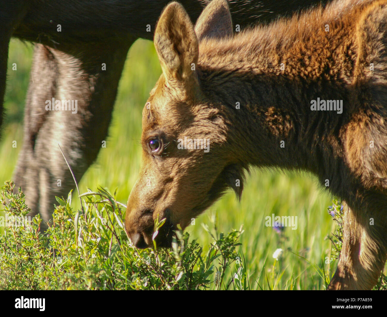 baby moose and mother Stock Photo - Alamy