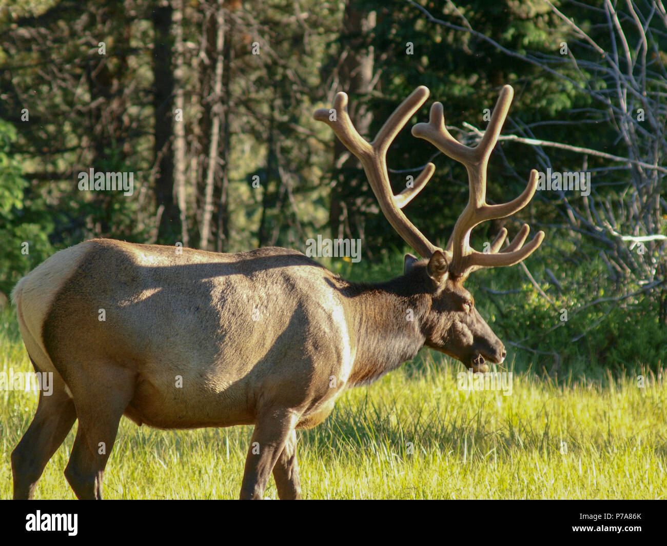 colorado rocky mountain national park elk Stock Photo - Alamy
