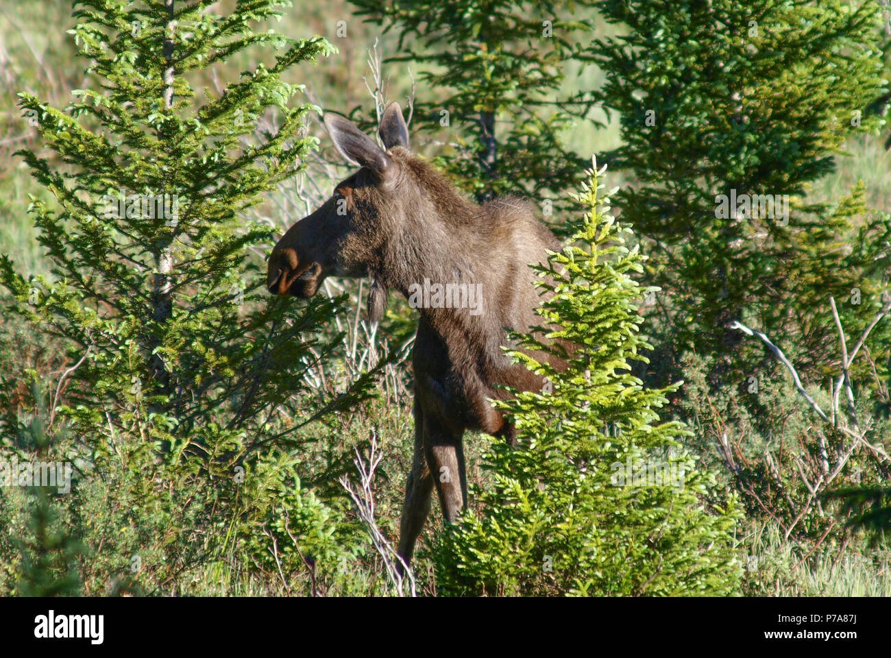moose female cow single Stock Photo - Alamy