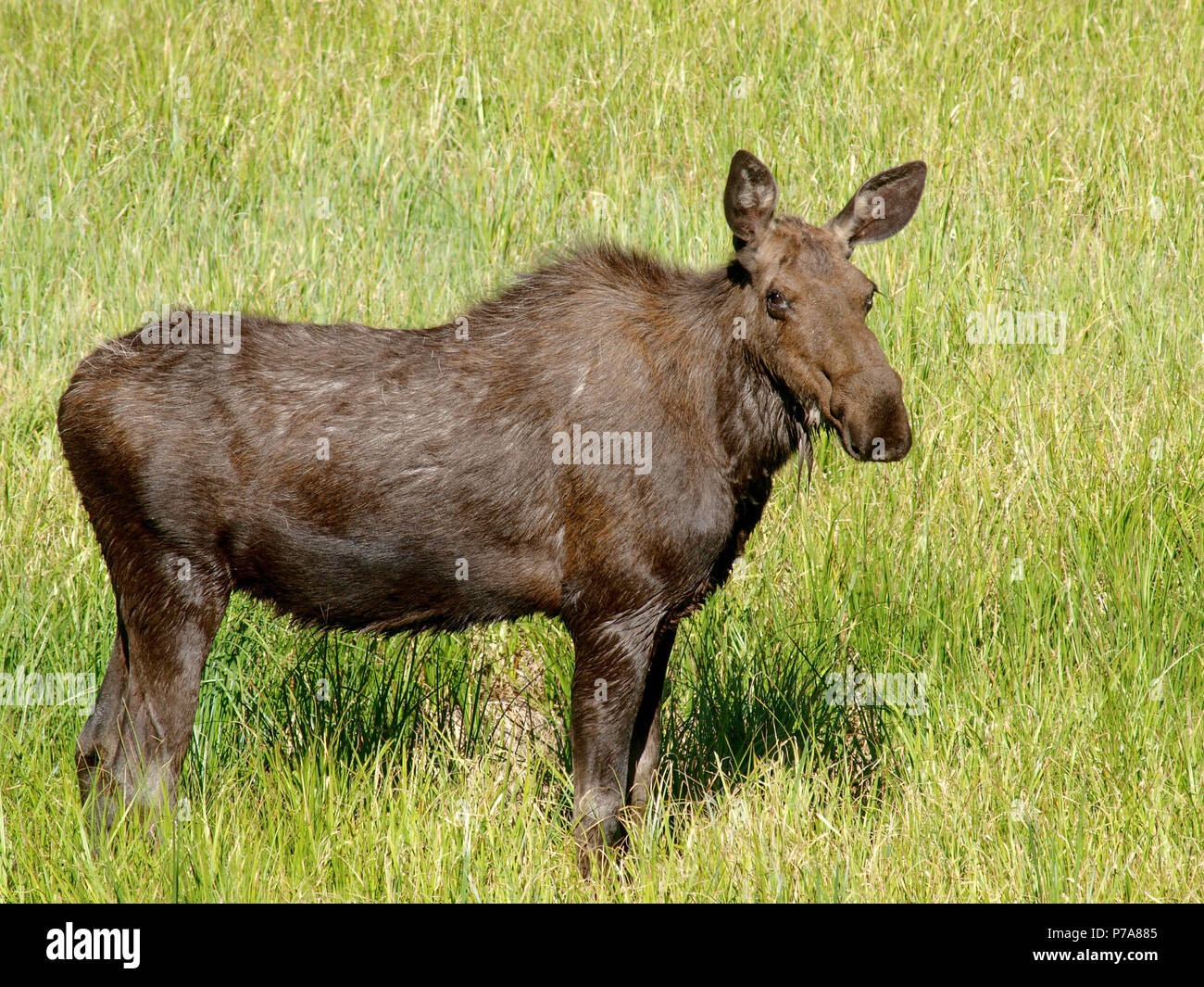 Antler spread hi-res stock photography and images - Alamy