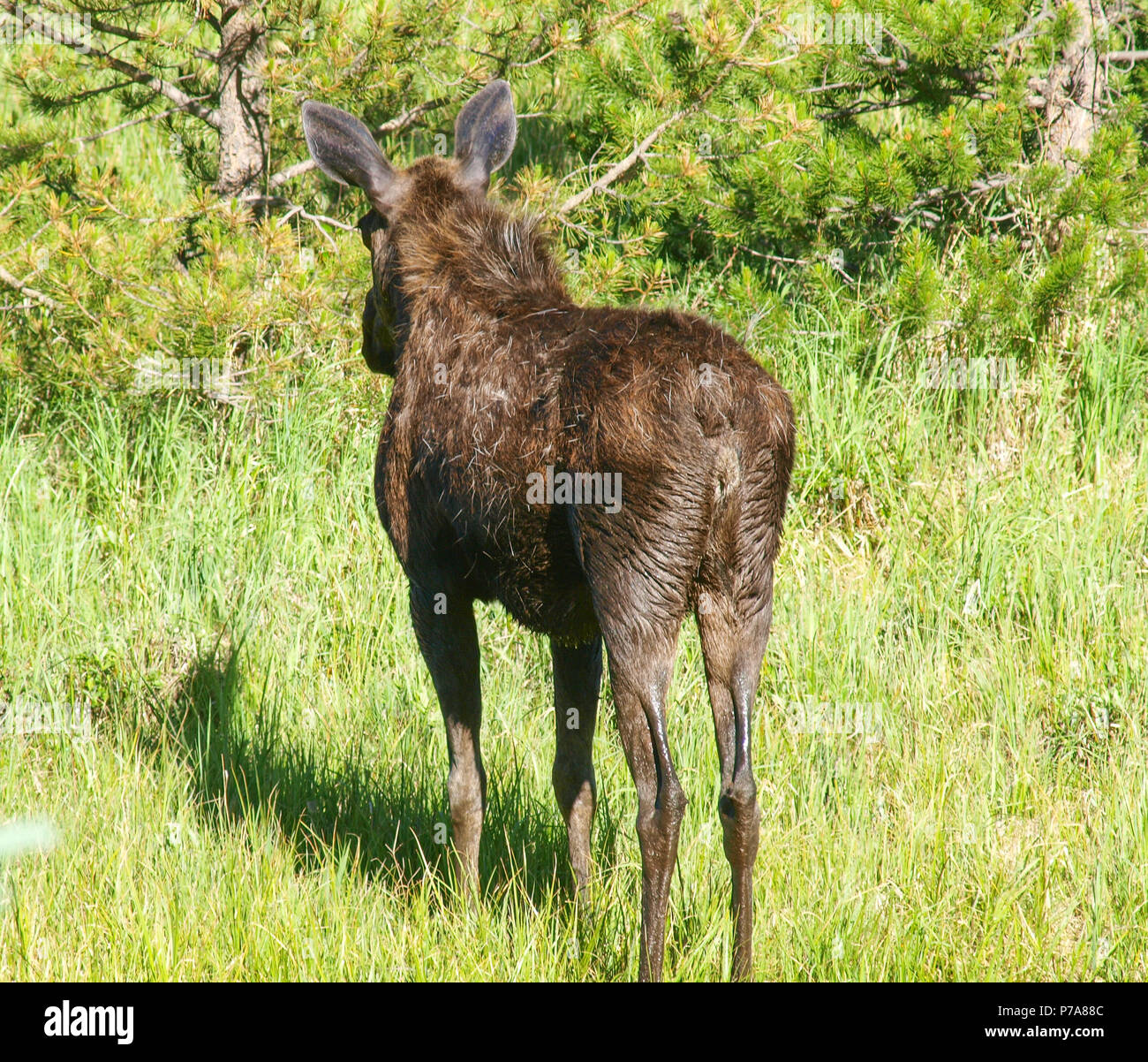 moose female cow single Stock Photo - Alamy