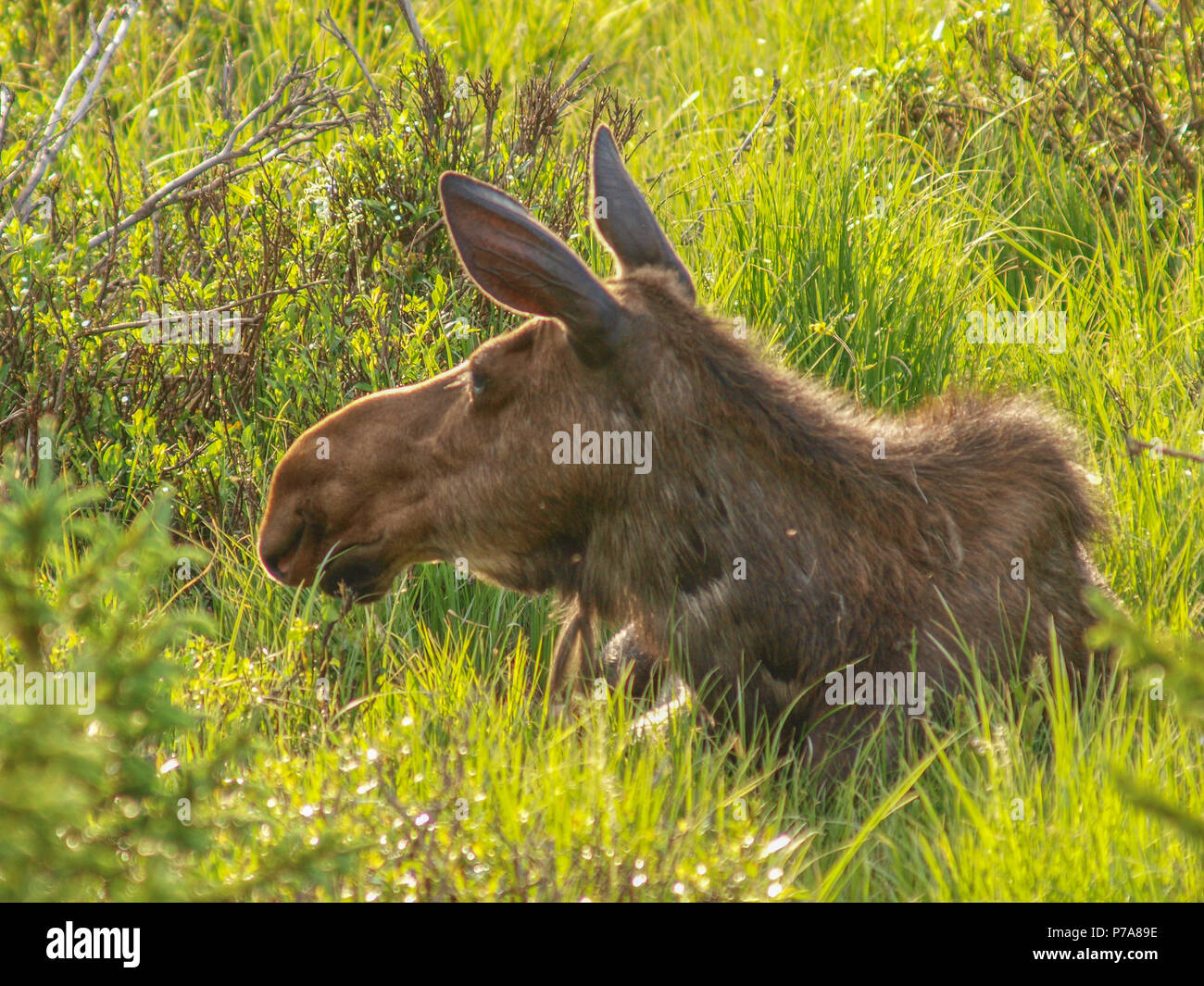 moose female cow single Stock Photo - Alamy