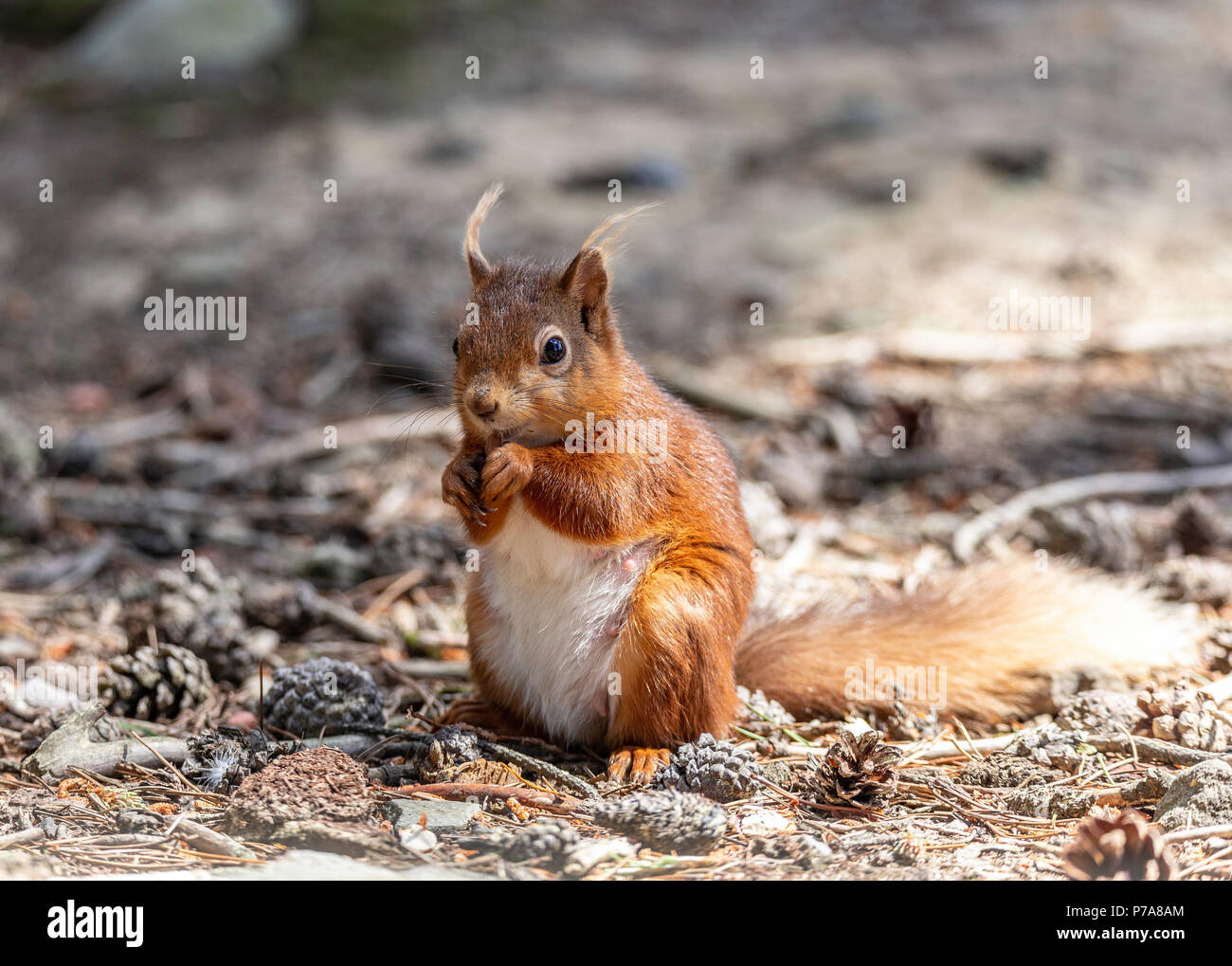 Red squirrel england hi-res stock photography and images - Alamy