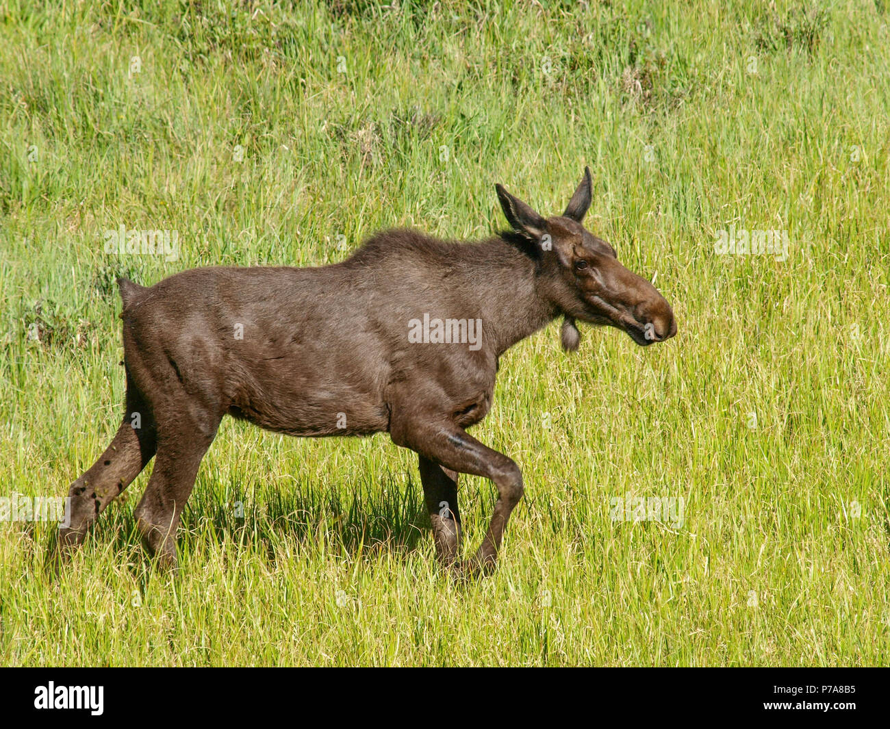 moose baby calf bull feed RMNP Colorado colorado grand lake Stock Photo ...