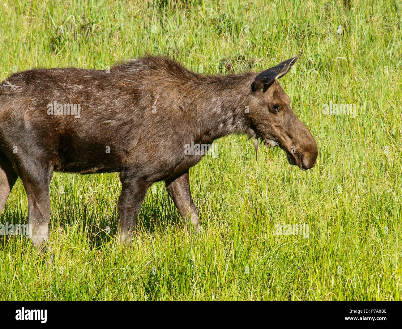 moose female cow single Stock Photo - Alamy