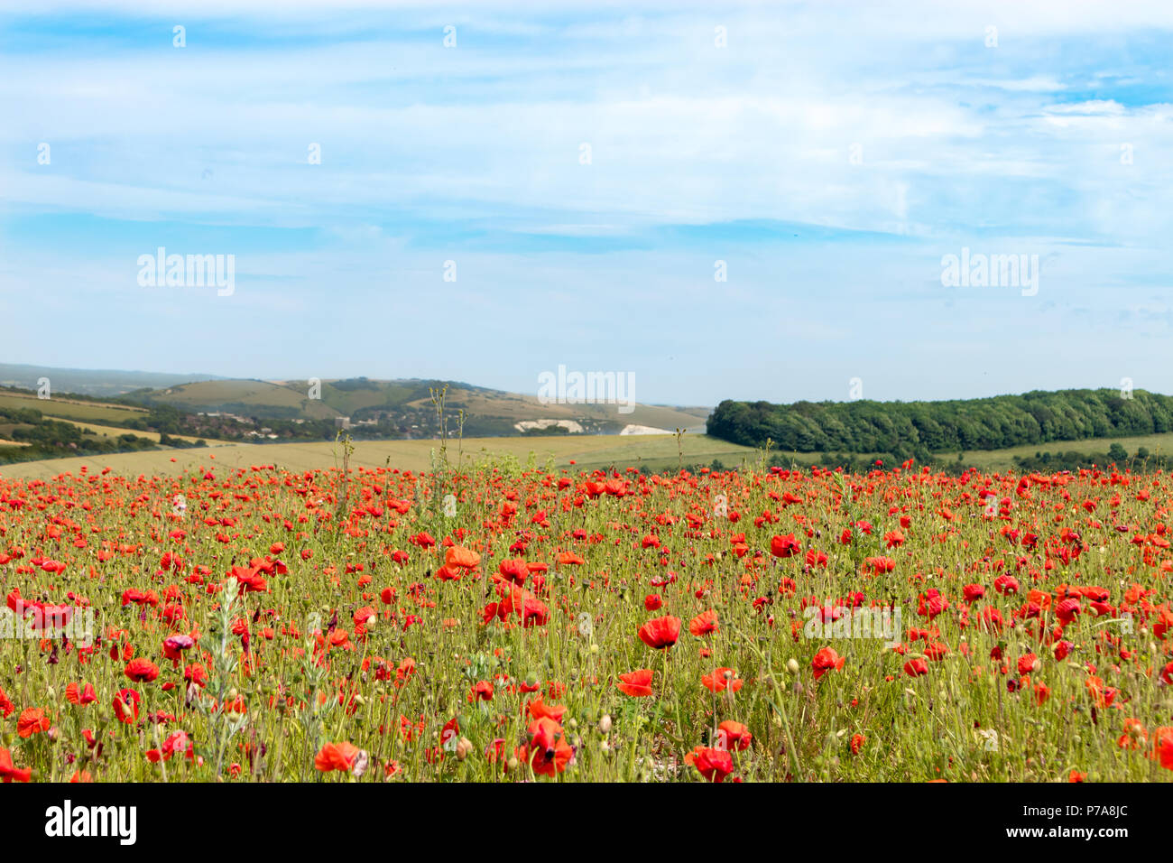 Poppies south downs east sussex hi-res stock photography and images - Alamy
