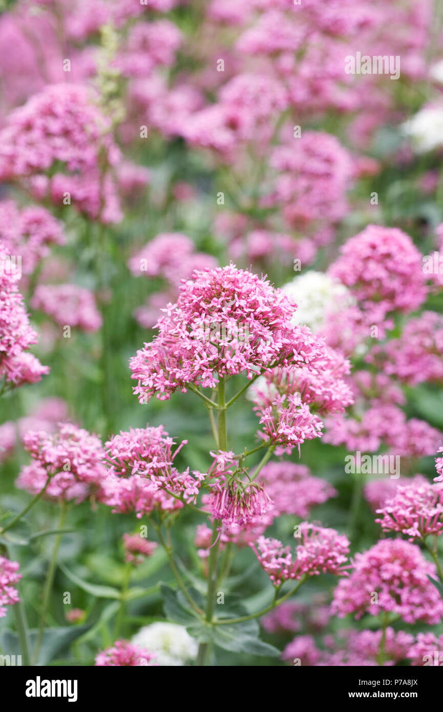 Centranthus ruber flowers Stock Photo - Alamy