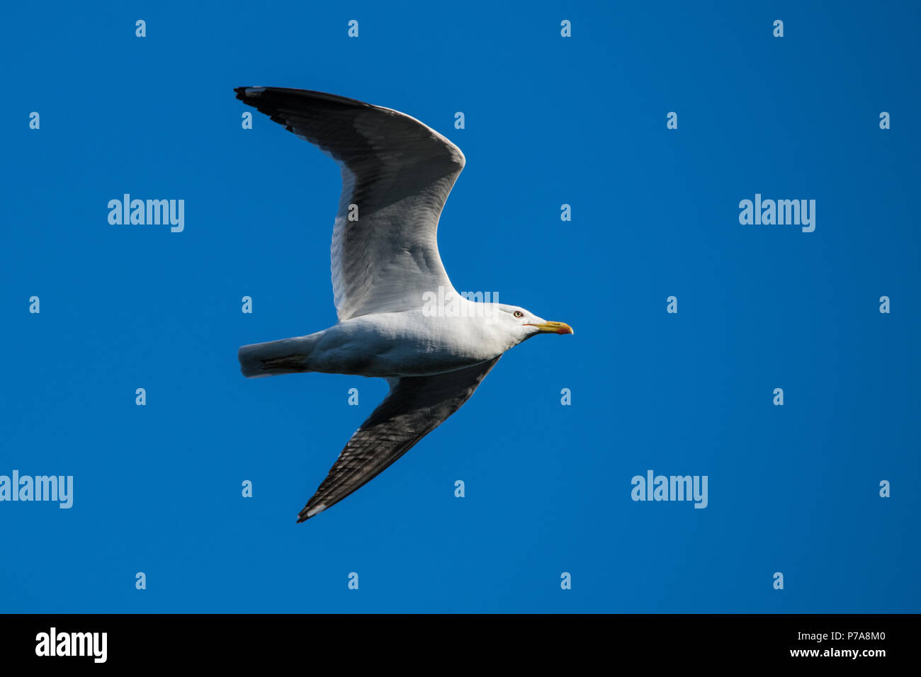Flying herring gull hi-res stock photography and images - Alamy