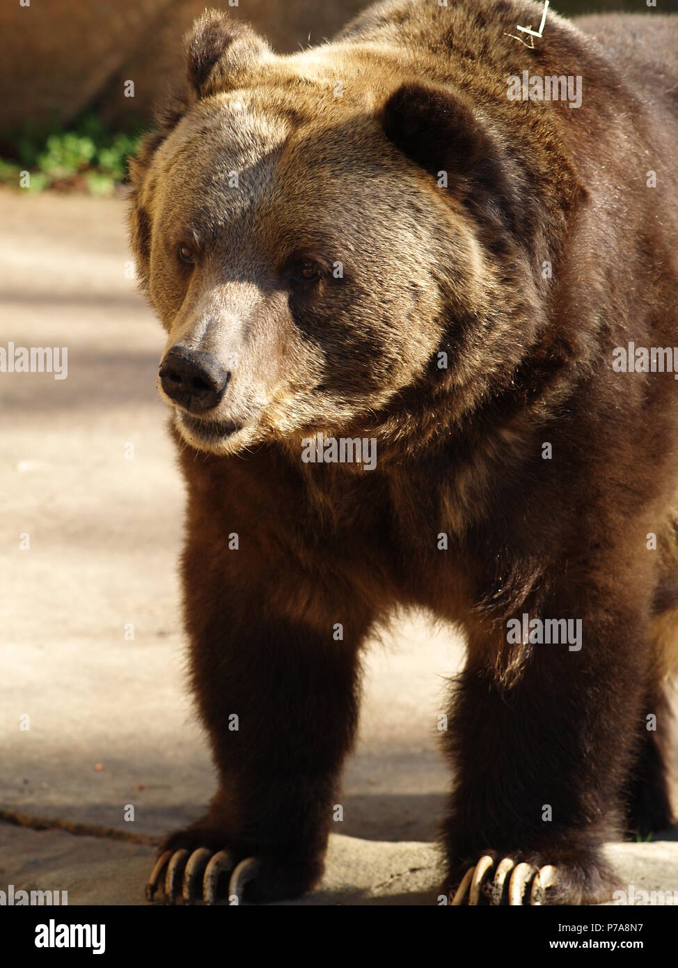 Large Brown Bear Stock Photo - Alamy