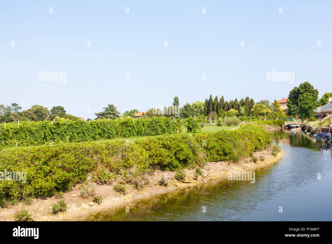 Vineyards on farmland on a winery, Sant'Erasmo Island, Venice, Veneto ...