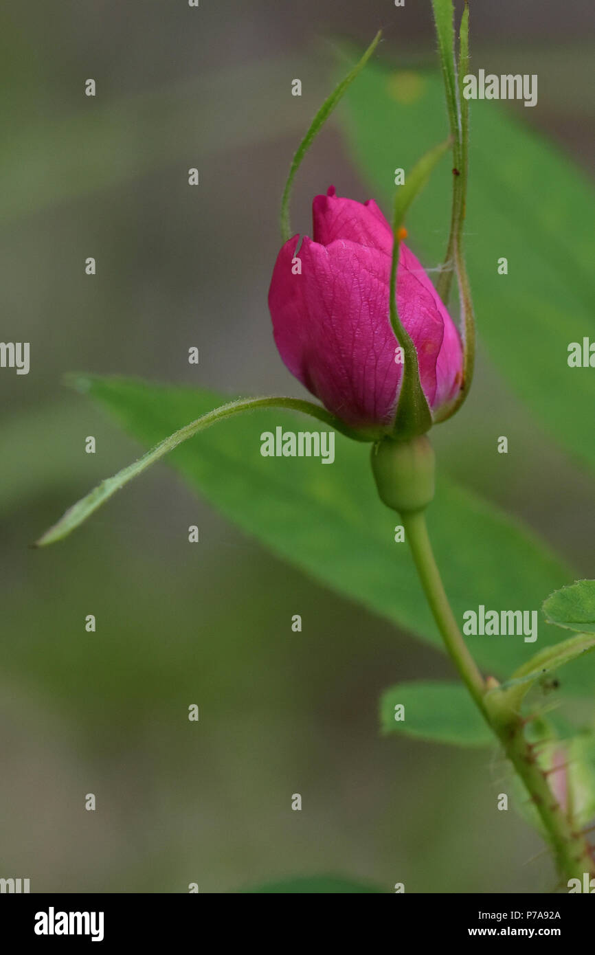 The wild rose grows in thickets and on rocky slopes in many parts of ...