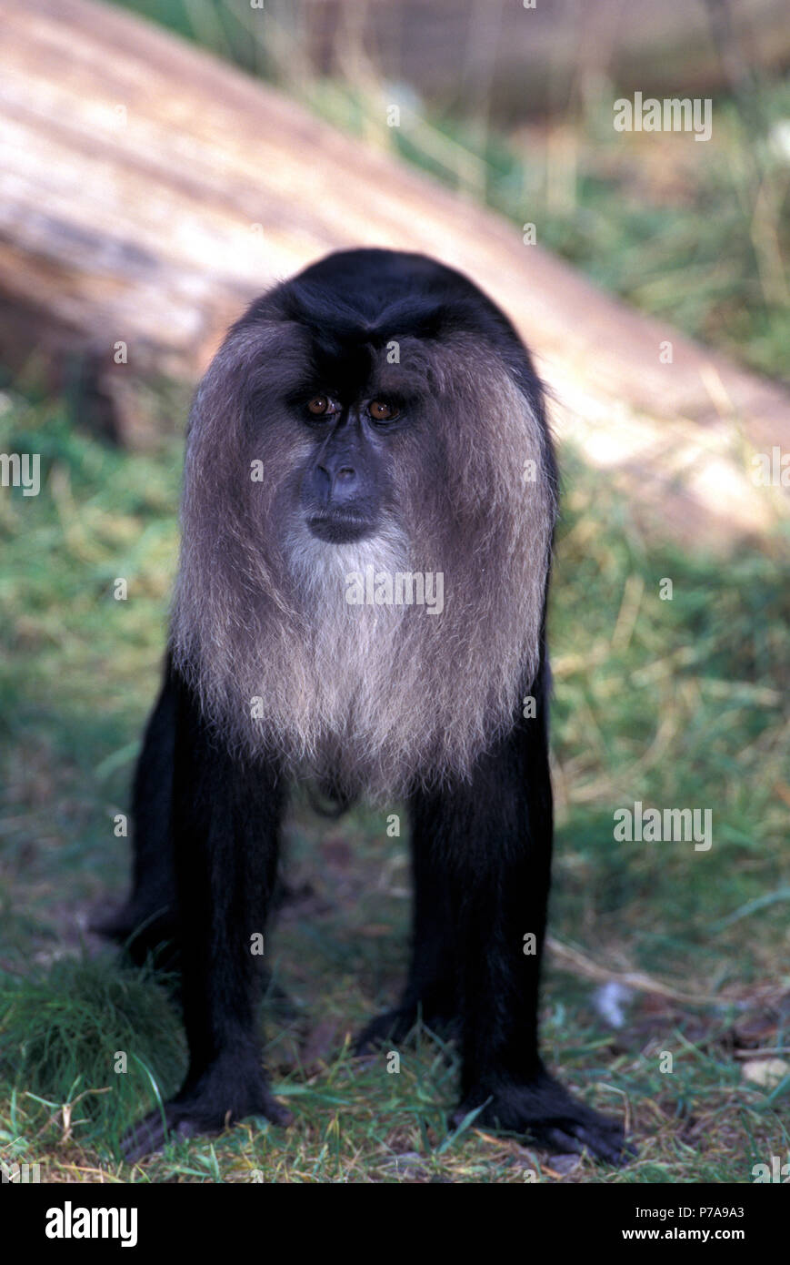 NOT 1249591 Lion-tailed Macaque Monkey Macaca silenus an Old World ...