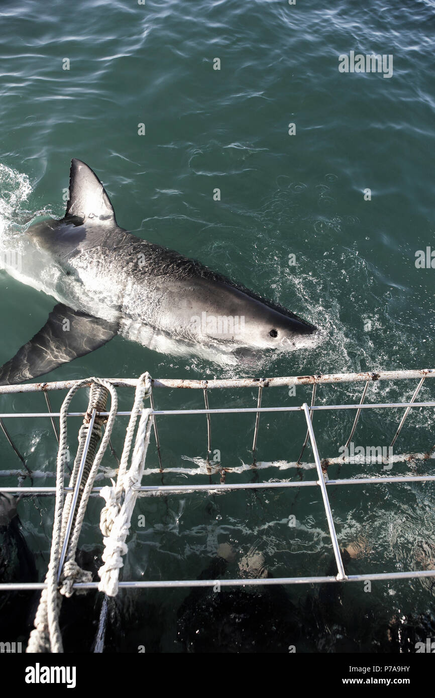 Great white shark chasing tuna bait in front of shark cage diving boat ...