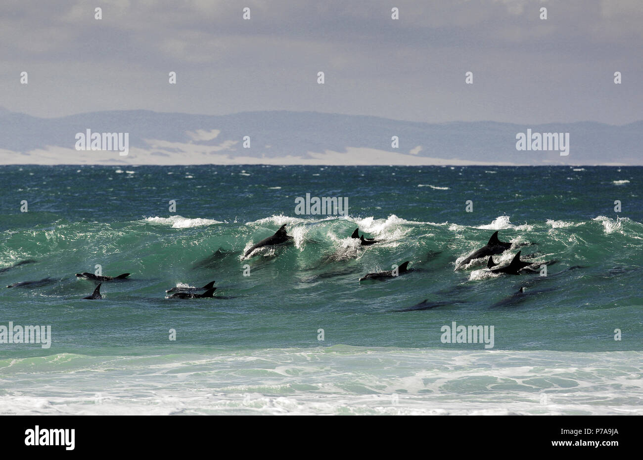 Dolphins surfing waves hi-res stock photography and images - Alamy