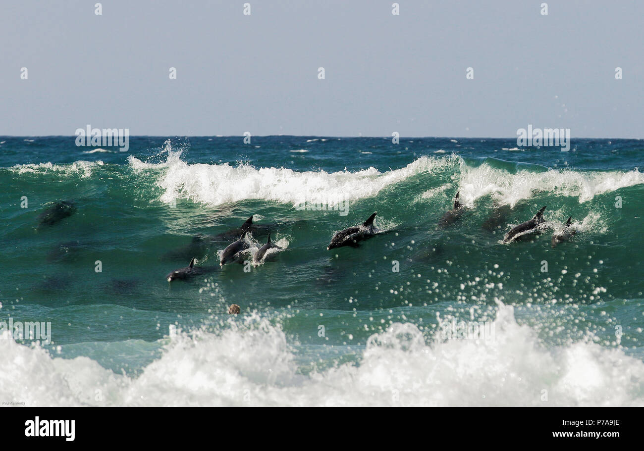 Pod of bottlenose dolphins surfing a wave in Jeffreys Bay, South Africa ...