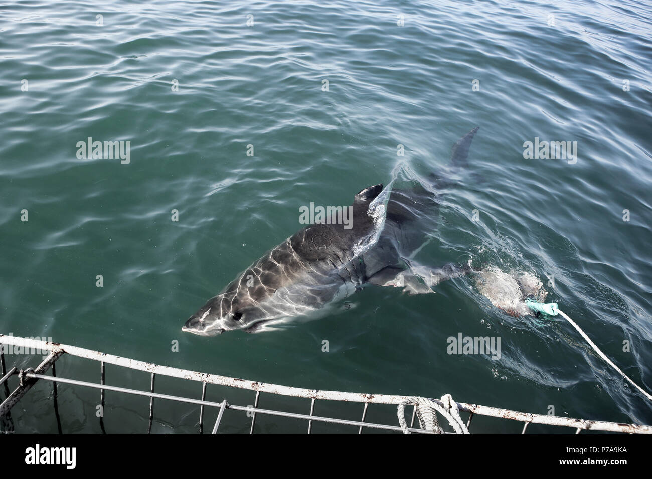 Great white shark chasing tuna bait in front of shark cage diving boat ...