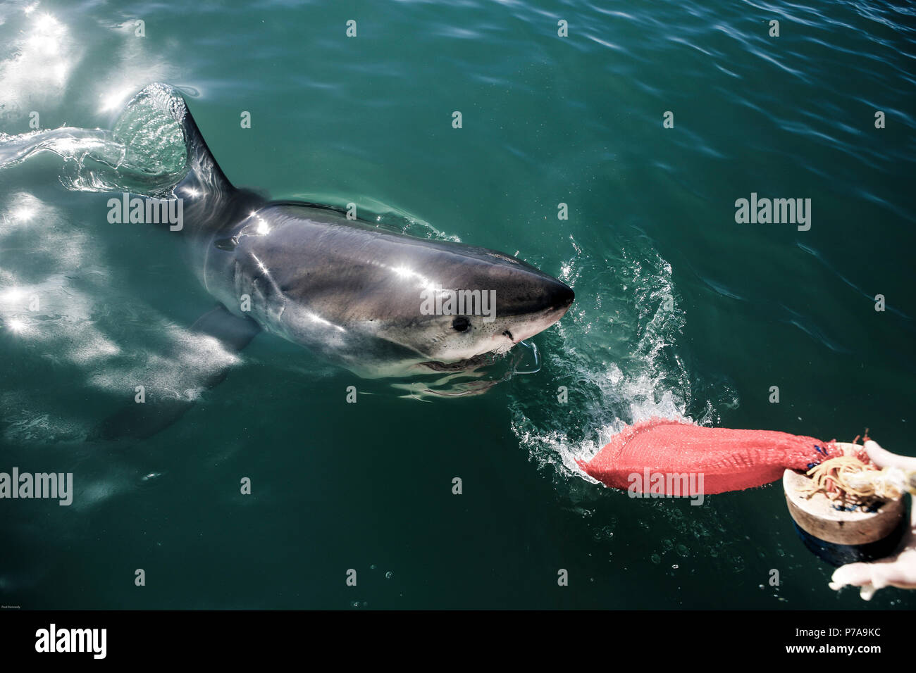 Great white shark chasing tuna bait in front of shark cage diving boat ...