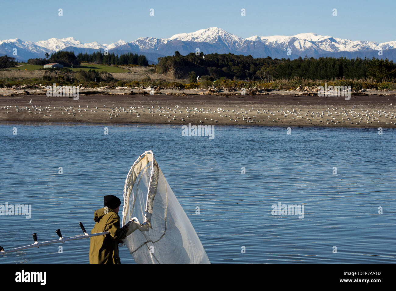 Whitebait nz hi-res stock photography and images - Alamy