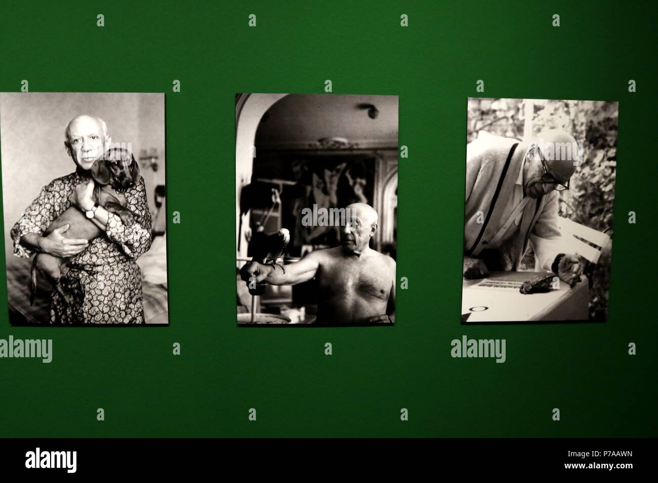 Pablo picasso with animals hi-res stock photography and images - Alamy