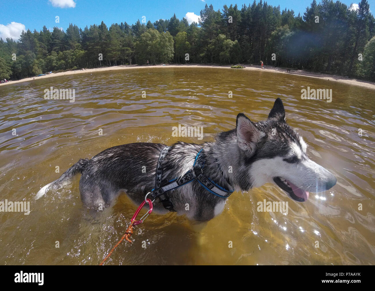 Husky swimming hi-res stock photography and images - Alamy