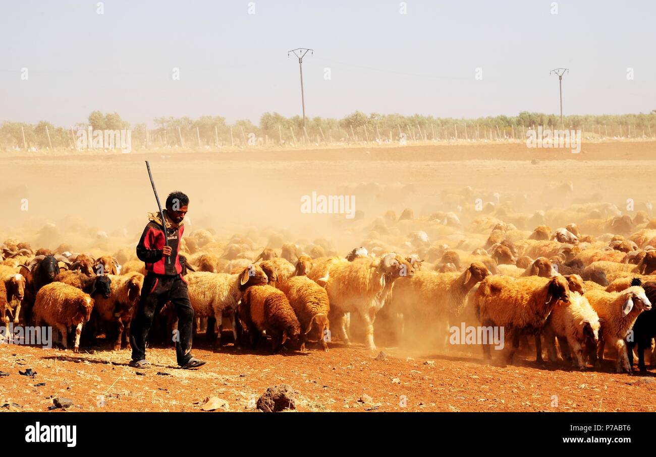 Shepherd syria sheep hi-res stock photography and images - Alamy