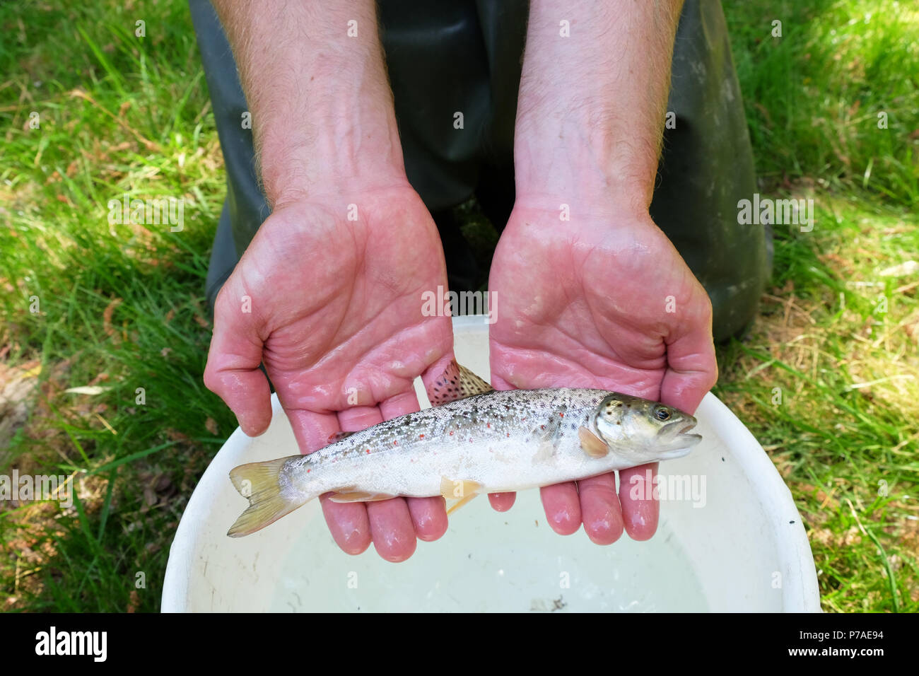 Brown trout uk wild hi-res stock photography and images - Alamy