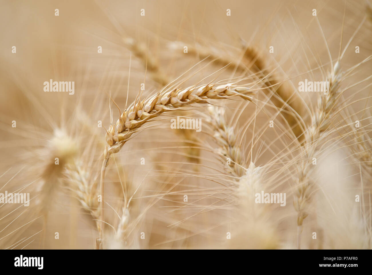 5 July 2018, Trebbin, Germany: Wheat ears can be seen on a field of the ...