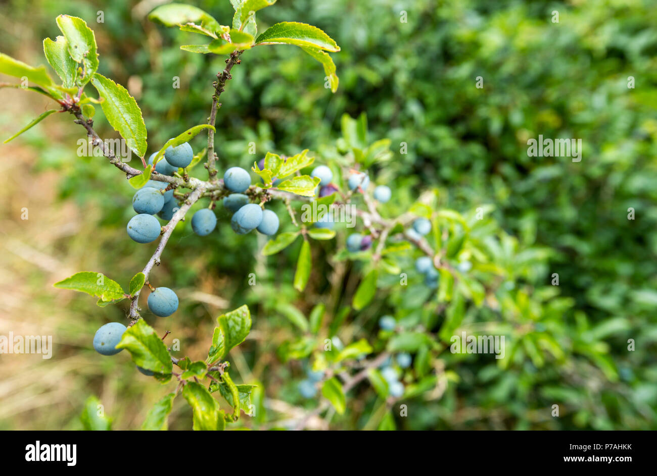 Ellie harrison 2018 hi-res stock photography and images - Alamy