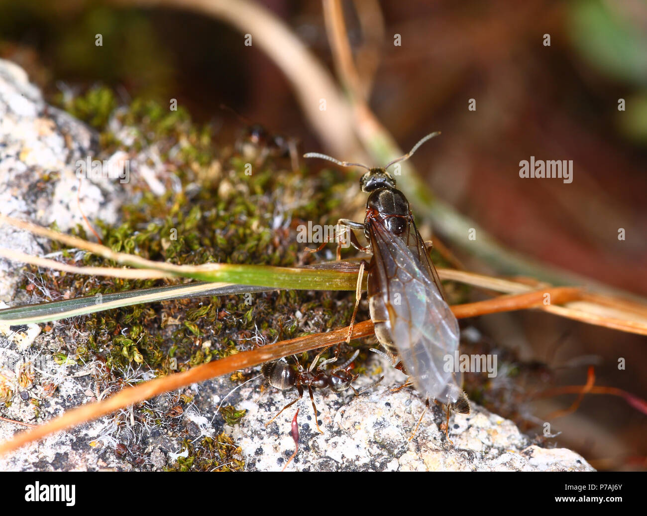 Winged ants hi-res stock photography and images - Alamy