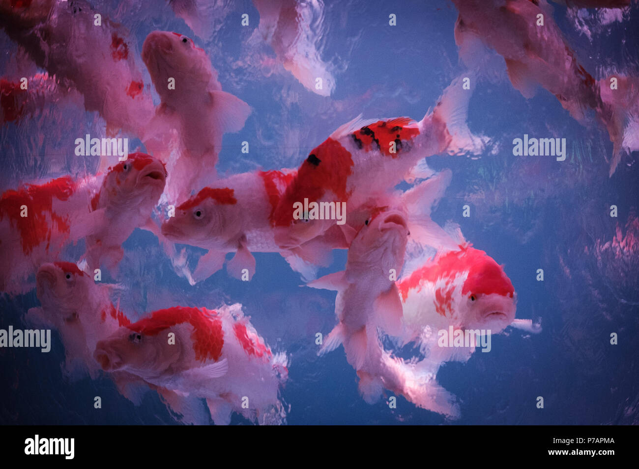 Tokyo, Japan. 5th July, 2018. A large aquarium with koi, japanese carp ...