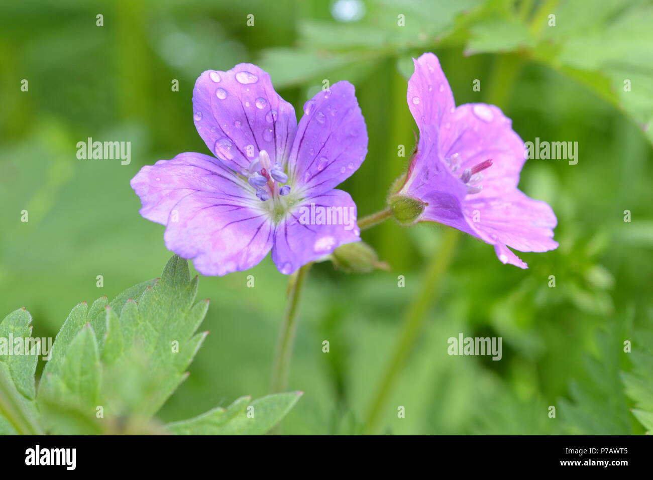 Pink and violet geranium flowers hi-res stock photography and images ...